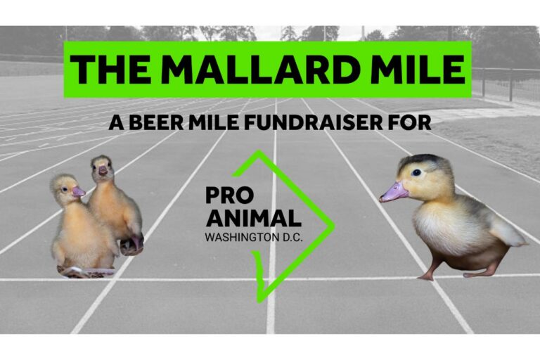 The Mallard Mile - RunWashington